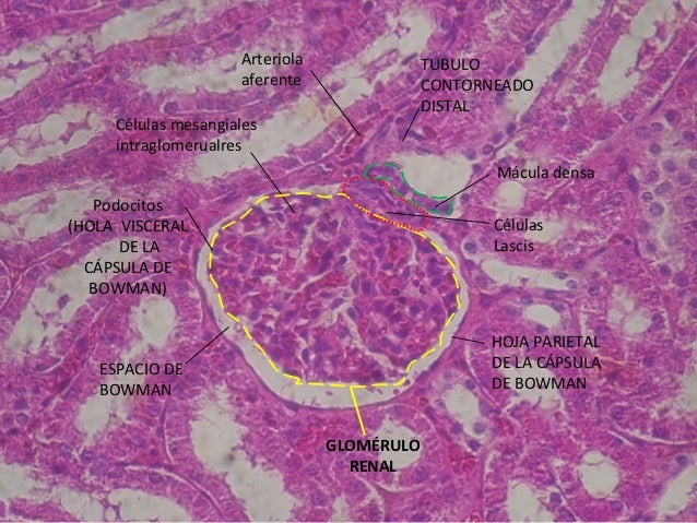 Morfo II - examen practico final de histologia