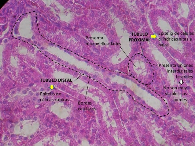 Morfo II - examen practico final de histologia