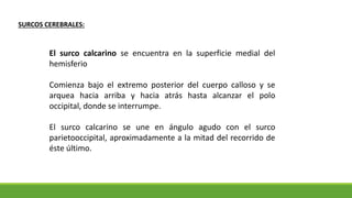 MORFO III TEMA 3.pptx