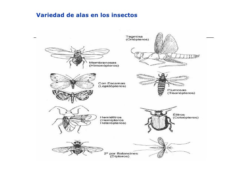 Morfoinsectos