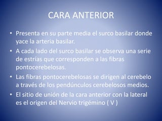 MORFOLOGÍA EXTERNA DEL TRONCO CEREBRAL | PPTX