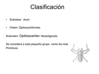 Morfología de-insectos-e-invertebrados | PPT