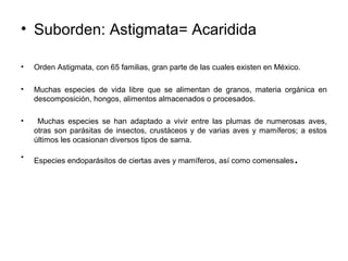 Morfología de-insectos-e-invertebrados | PPT