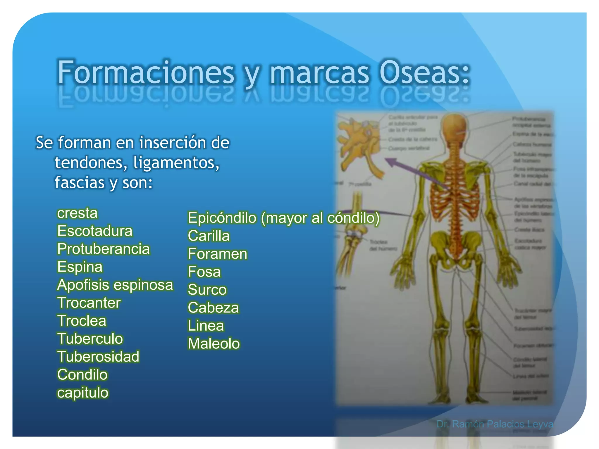 Morfología generalidades (sistema oseo,muscular) | PPTX