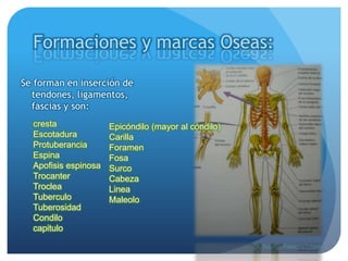 Morfología generalidades (sistema oseo,muscular) | PPTX