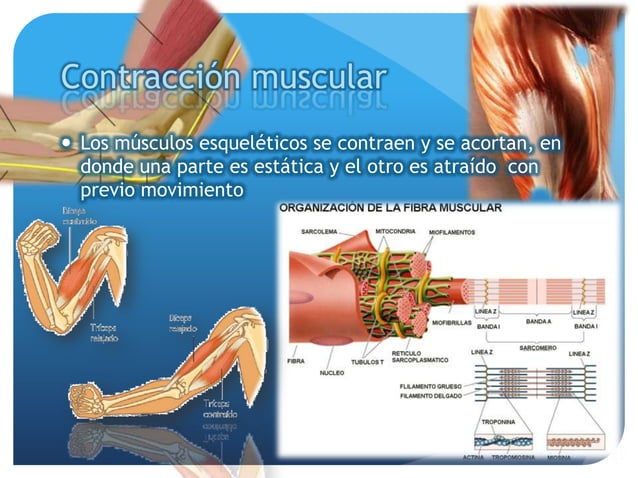 Morfología generalidades (sistema oseo,muscular) | PPTX
