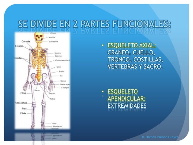 Morfología generalidades (sistema oseo,muscular) | PPTX