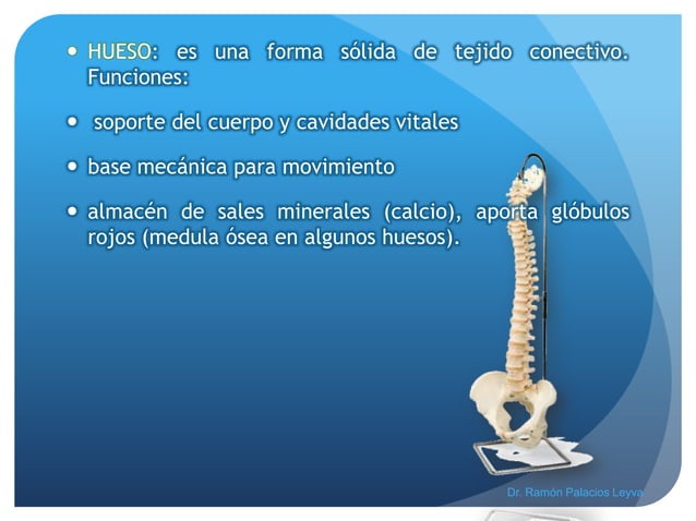 Morfología generalidades (sistema oseo,muscular) | PPTX