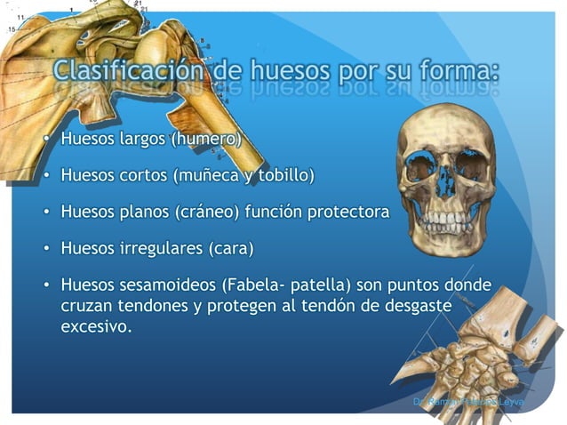 Morfología generalidades (sistema oseo,muscular) | PPTX