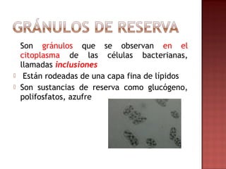 Morfología bacteriana | PPT