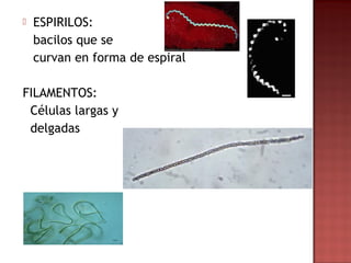 Morfología bacteriana | PPT