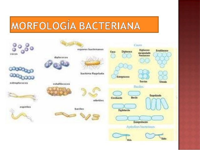 Morfología bacteriana