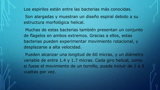 Morfología bacteriana.pptx