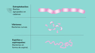 Morfología bacteriana y colonial.pptx