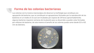 Morfología bacteriana y colonial.pptx