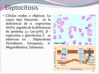 Morfología de Eritrocitos.ppt 2019.ppt