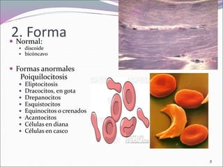 Morfología de Eritrocitos.ppt 2019.ppt
