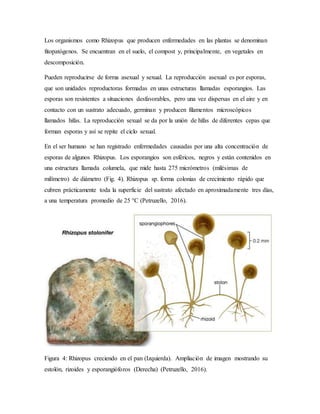Morfología de hongos filamentosos | DOCX