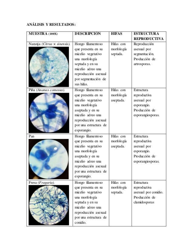 Morfología de hongos filamentosos