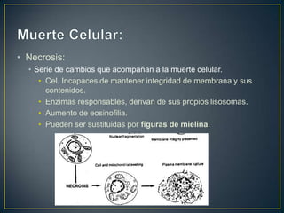 Morfología de la Lesión y Muerte Celular | PPTX