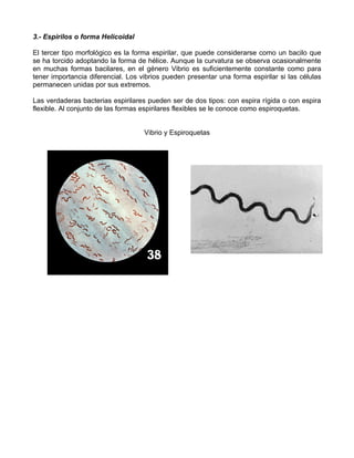 Morfología de las bacterias. | DOC