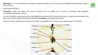 BOTANICA TAXONOMICA MORFOLOGÍA DEL FRUTO.pdf
