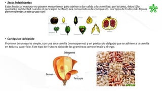 BOTANICA TAXONOMICA MORFOLOGÍA DEL FRUTO.pdf