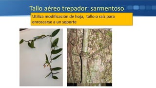 MORFOLOGÍA DEL TALLO DE PLANTAS SUPERIORES.pdf
