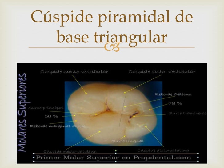 Morfología dentaria
