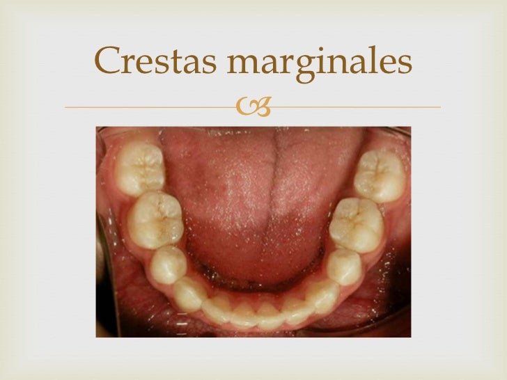 Morfología dentaria