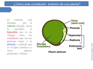 Morfología de plántulas, fisiologia II.pdf