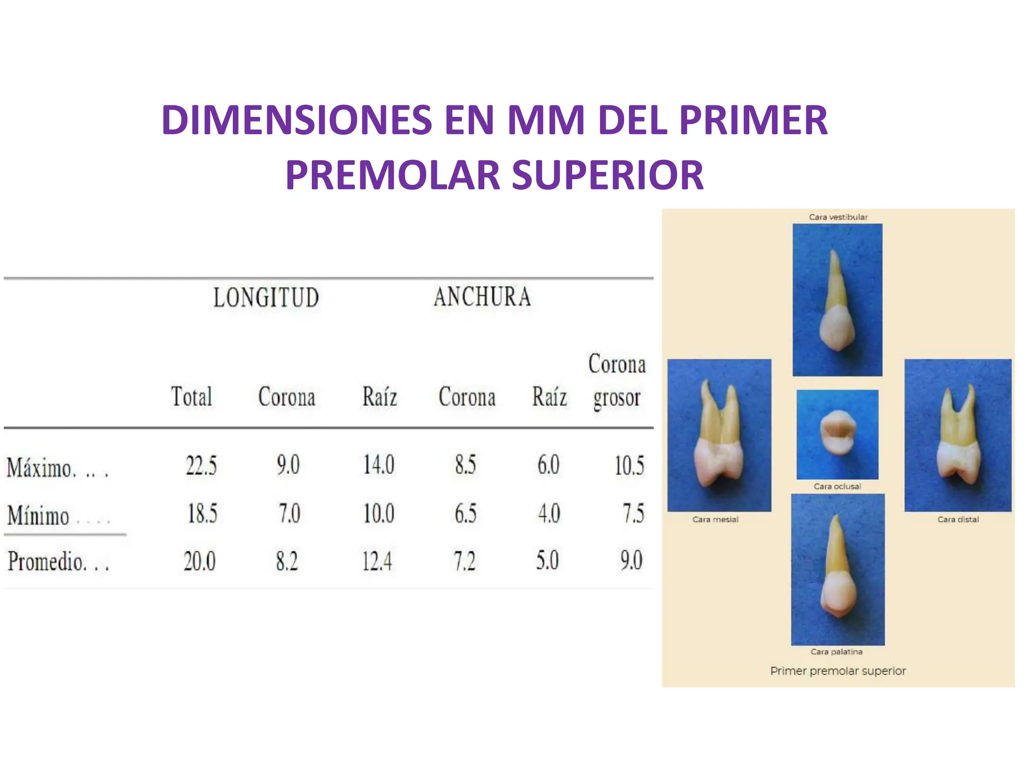 Morfología de Premolares 1.pptx