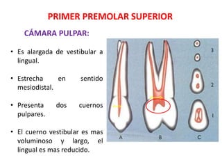 Morfología de Premolares 1.pptx