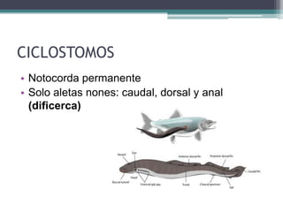 Morfología de Vertebrados | PPTX