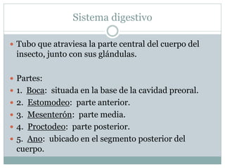 Morfología interna de insectos, respiración, circulación, nutrición ...