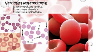 Morfología normal eritroide 2 | PDF