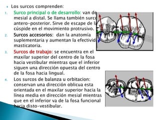 Morfología oclusal | PPTX