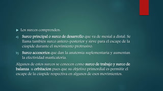 Morfología oclusal dientes posteriores | PPTX