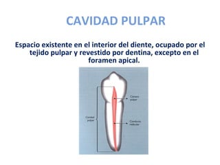 Morfología pulpar | PPT
