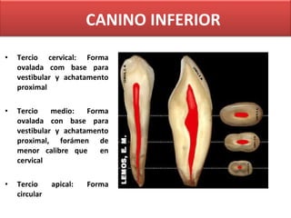 Morfología pulpar | PPT