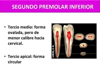 Morfología pulpar | PPT