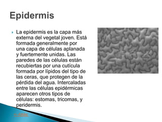 Morfología vegetal | PPTX