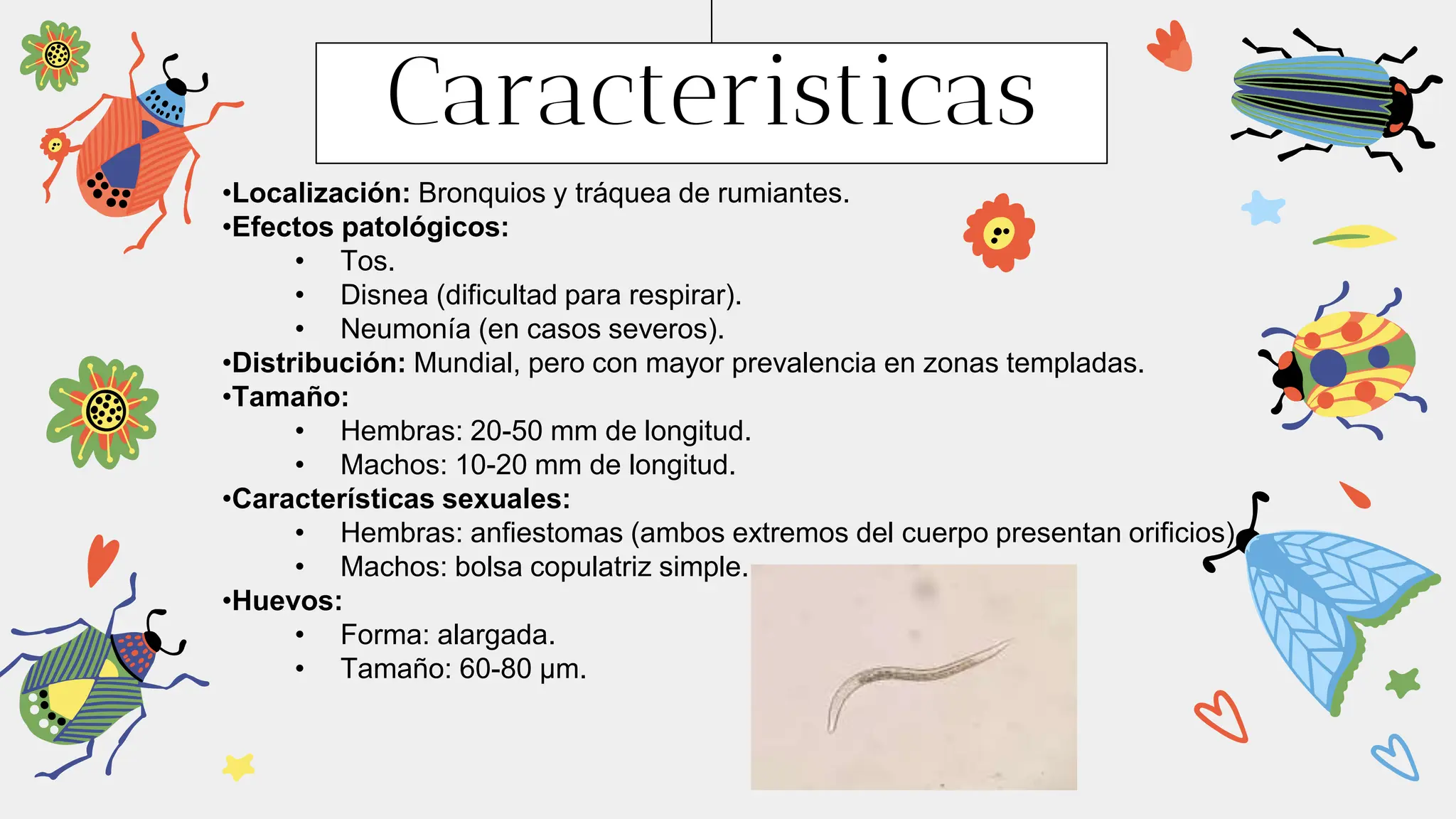 Morfología y ciclo de SUPERFAMILIA Trichostrongyloidea, Haemonchus ...