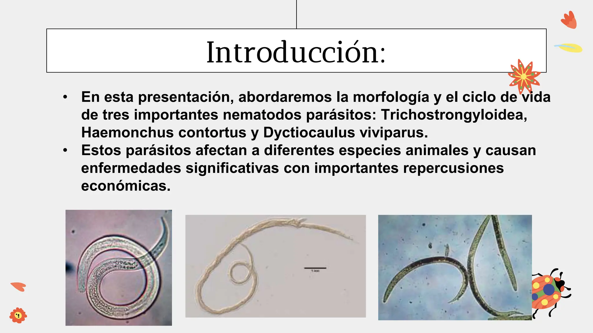 Morfología y ciclo de SUPERFAMILIA Trichostrongyloidea, Haemonchus ...