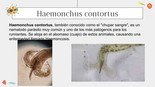 Morfología y ciclo de SUPERFAMILIA Trichostrongyloidea, Haemonchus ...