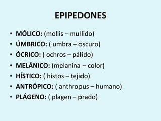 Morfología y diagnósticos | PPT