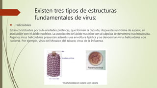 MORFOLOGÍA Y ESTRUCTURA DE LOS MICROORGANISMOS -2.pptx