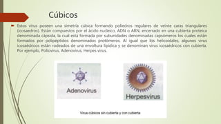 MORFOLOGÍA Y ESTRUCTURA DE LOS MICROORGANISMOS -2.pptx