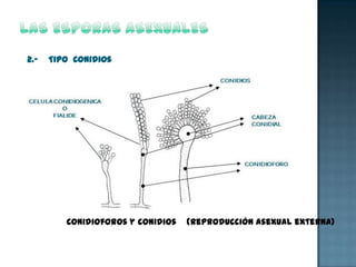 Morfología y estructuras fúngicas1 | PPTX