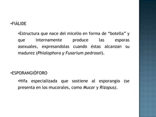 Morfología y estructuras fúngicas1 | PPTX